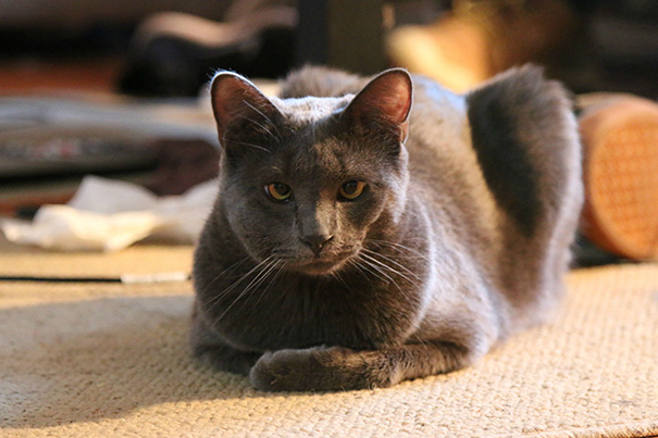 52 pets who tried to make friends with bees and failed