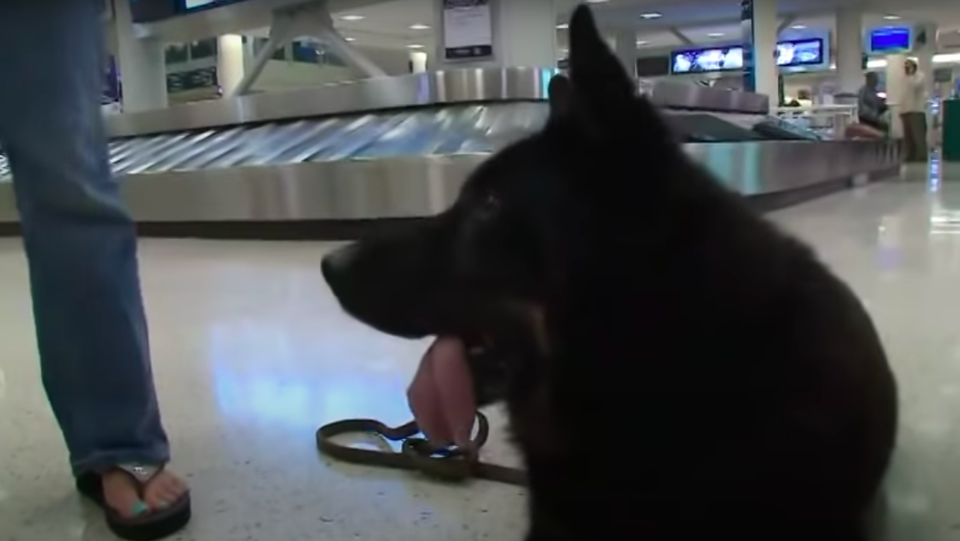 Marine can’t contain his joy when he reunites with dog he served with