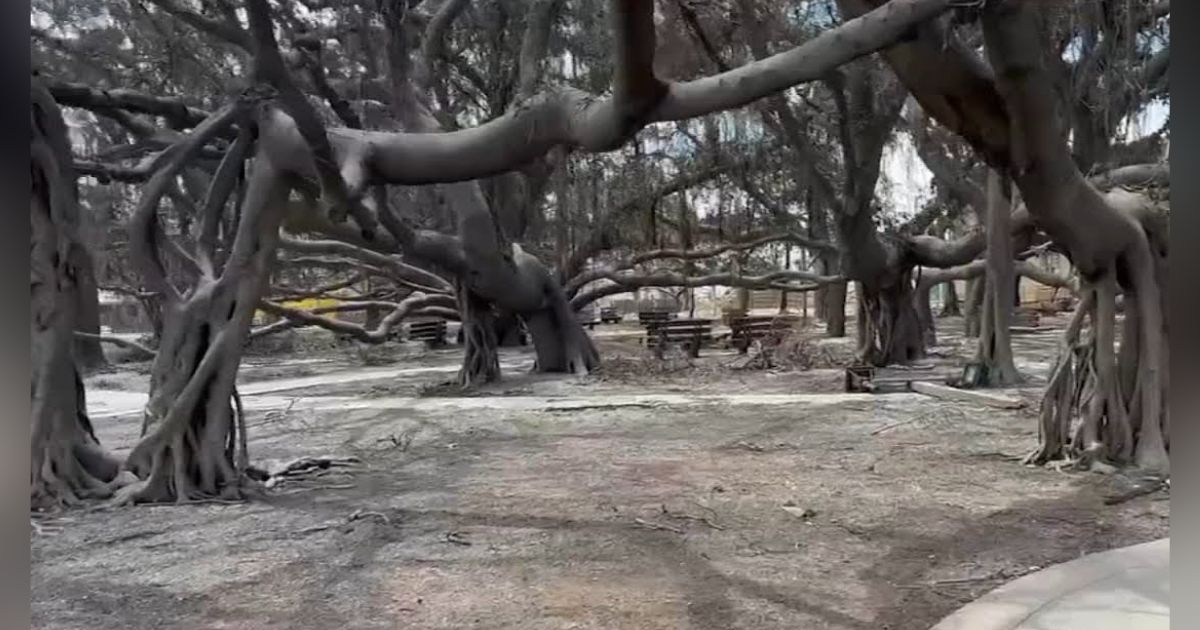 Man filming aftermath of Maui fires visits “historic” Banyan tree and ...